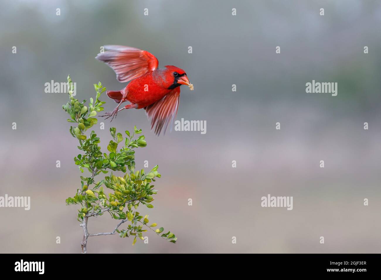 Male northern cardinal in flight, Rio Grand Valley, Texas Stock Photo ...