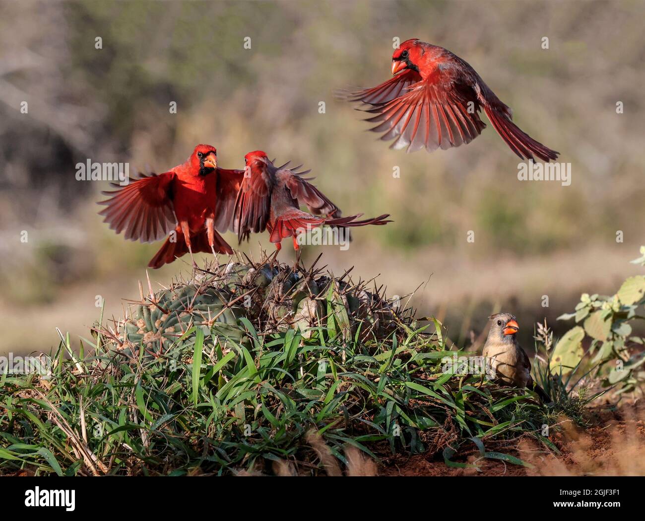 Northern cardinal in flight hi-res stock photography and images - Alamy