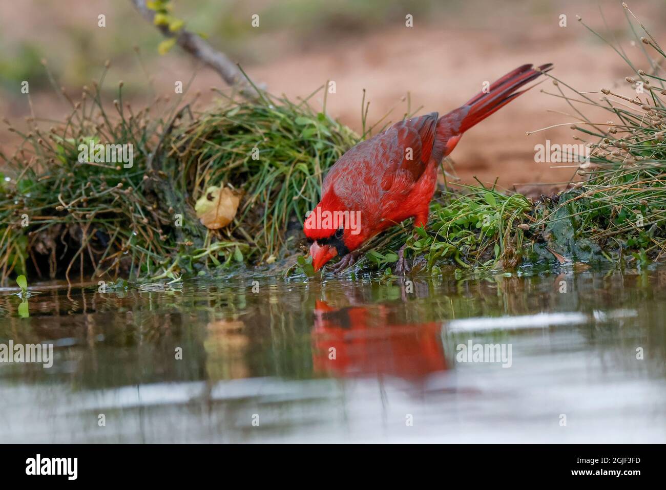 Male northern cardinal drinking from pond, Rio Grand Valley, Texas ...