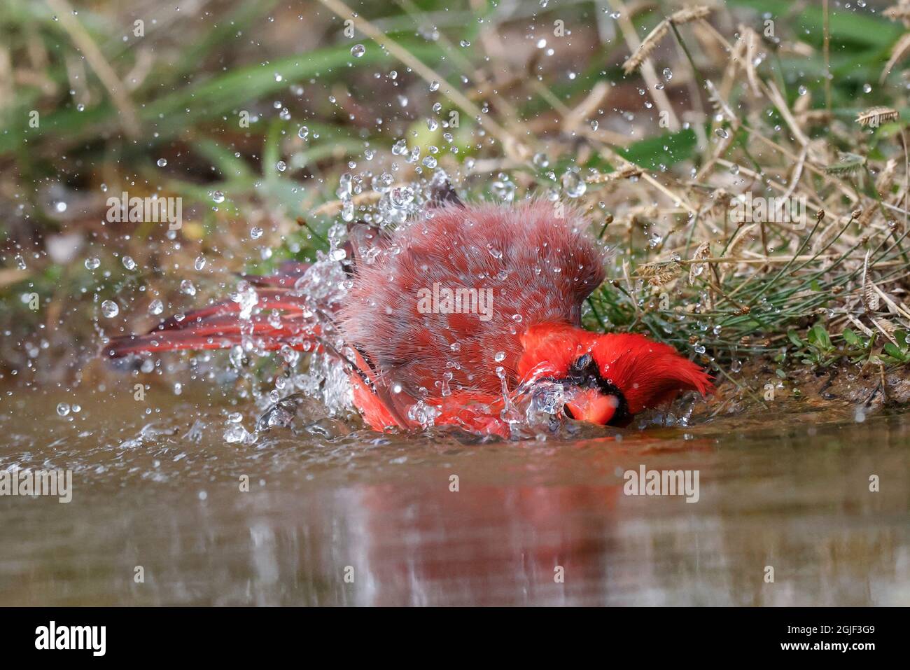 Male northern cardinal bathing, Rio Grand Valley, Texas Stock Photo - Alamy