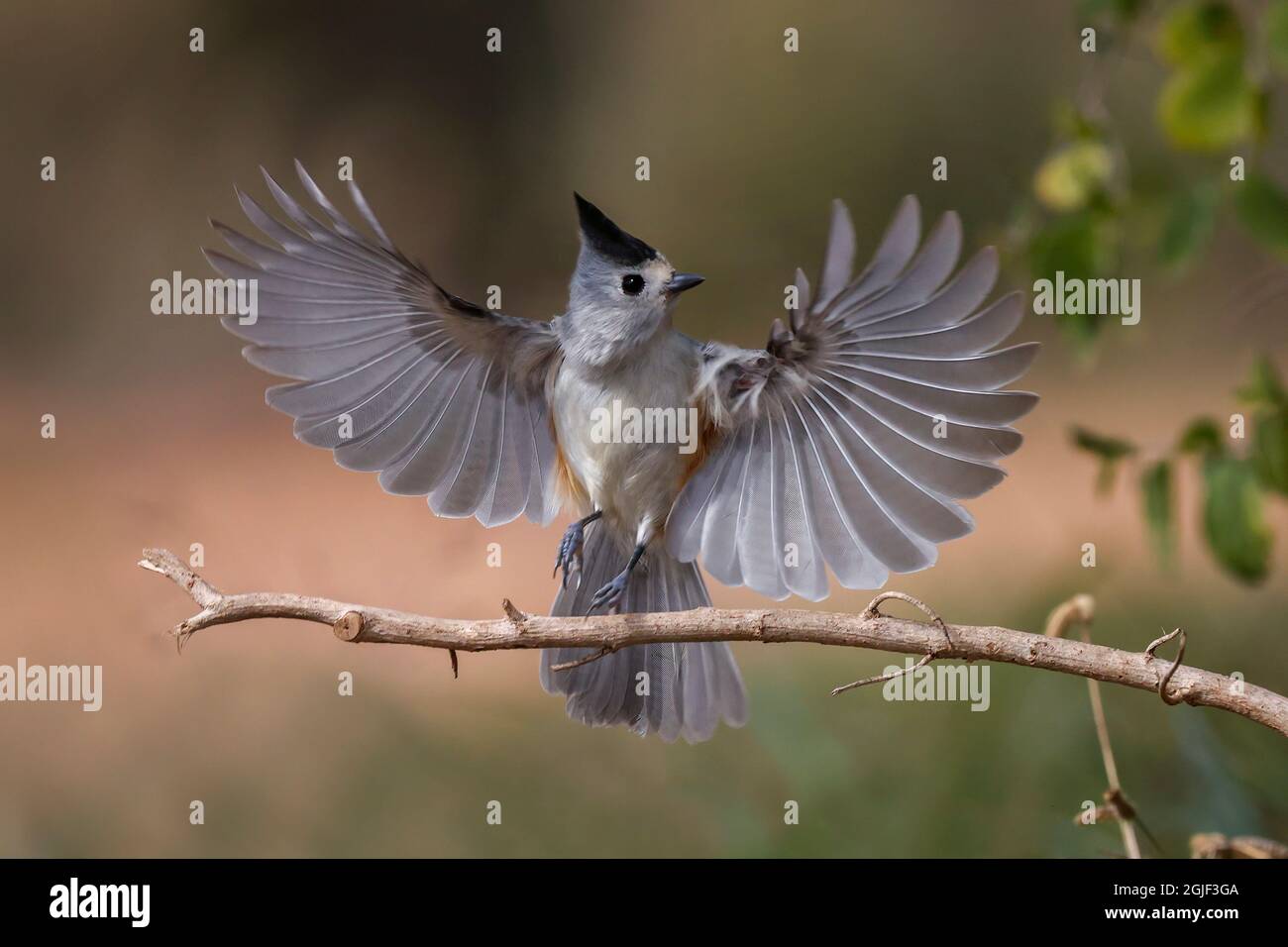 Black-crested titmouse in flight wings spread landing, Rio Grande ...