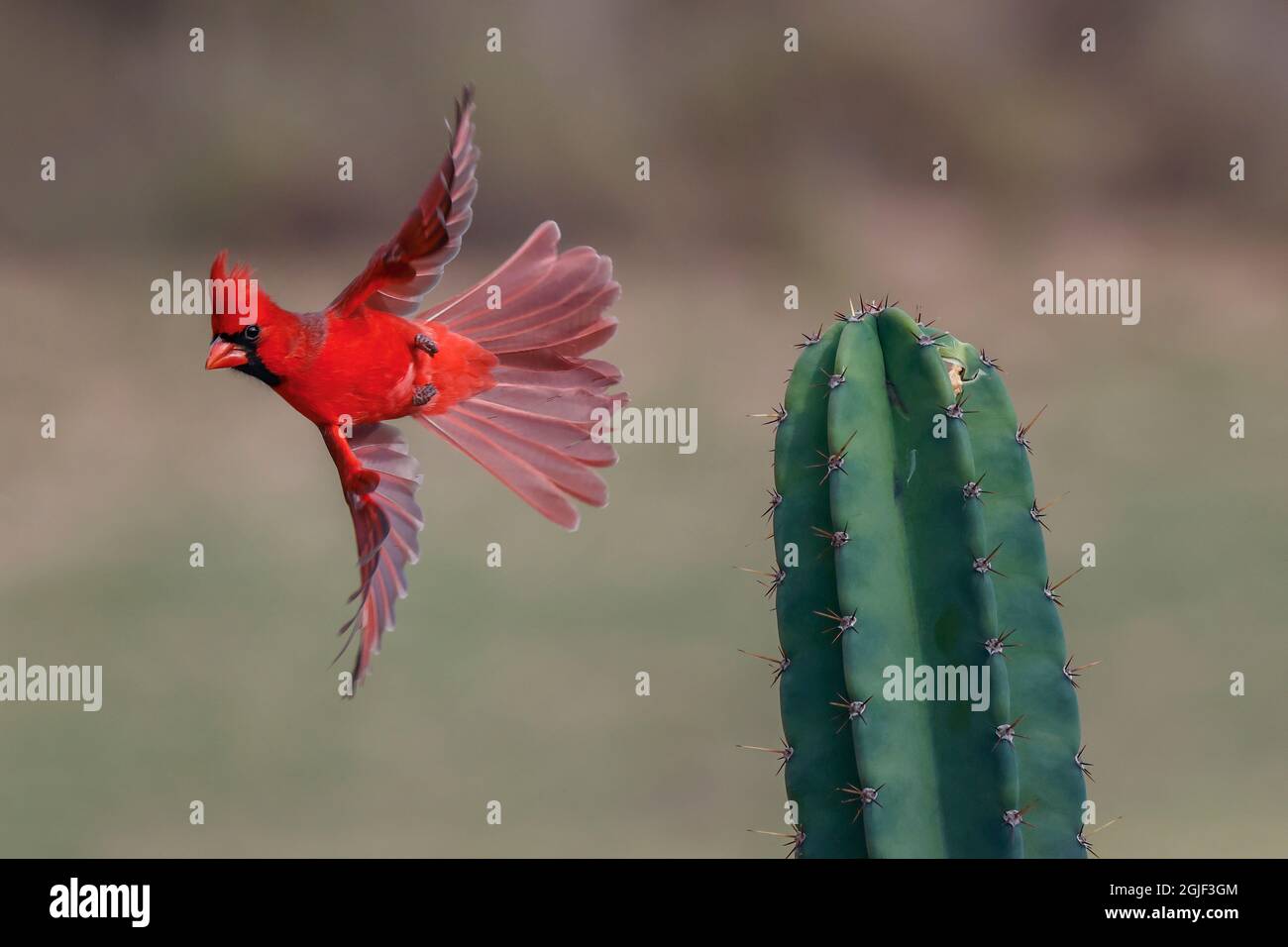 Male northern cardinal landing on cactus, Rio Grand Valley, Texas Stock ...