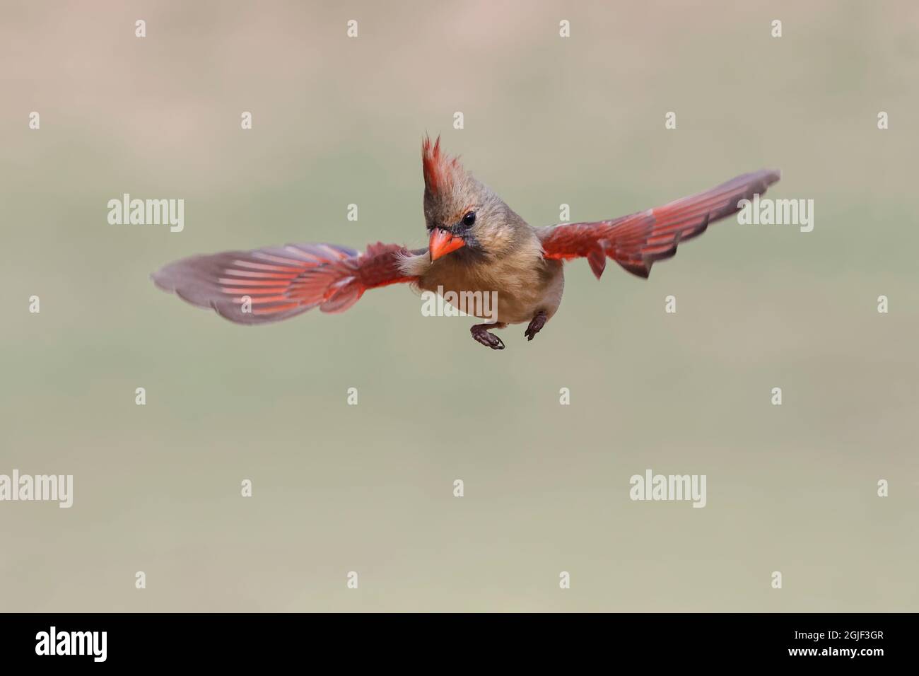 Female northern cardinal in flight, Rio Grand Valley, Texas Stock Photo ...