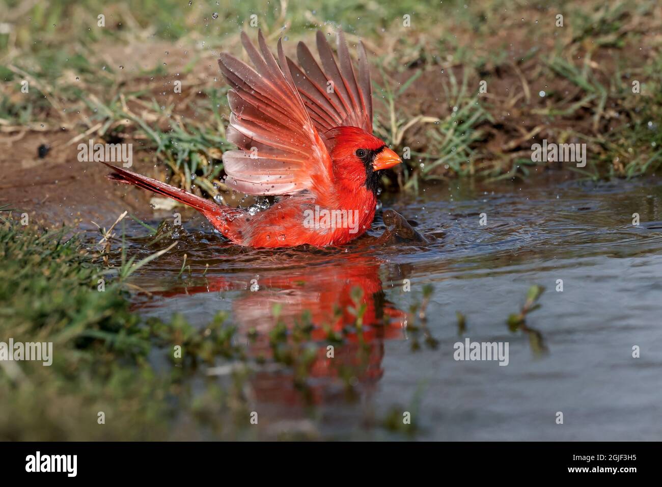 Male northern cardinal bathing hi-res stock photography and images - Alamy