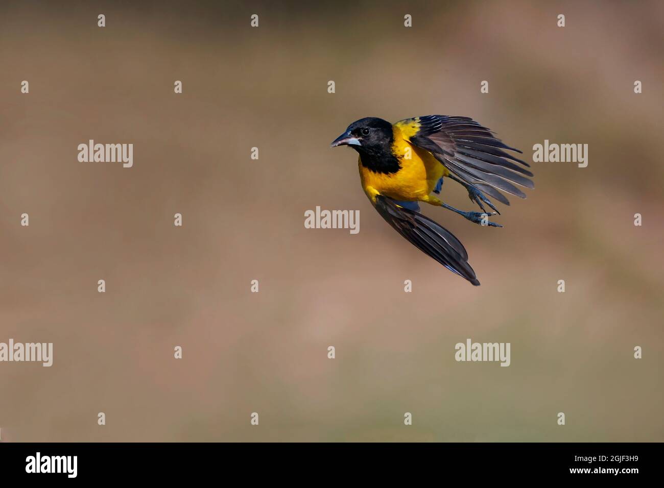 Oriole flying hi-res stock photography and images - Alamy