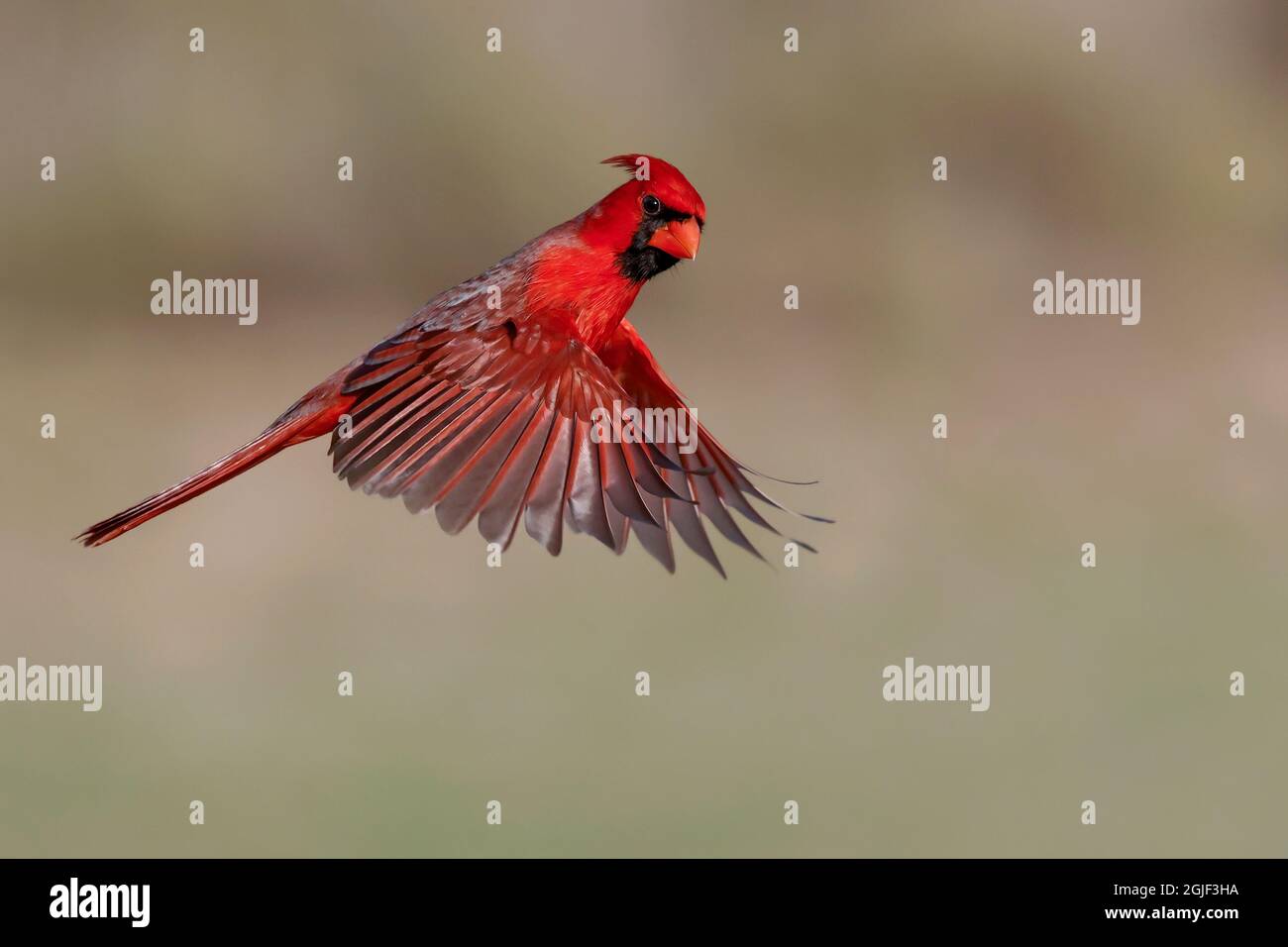 Male northern cardinal landing on cactus, Rio Grand Valley, Texas Stock ...