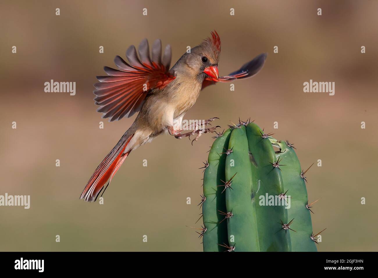 Female northern cardinal landing on cactus, Rio Grand Valley, Texas ...