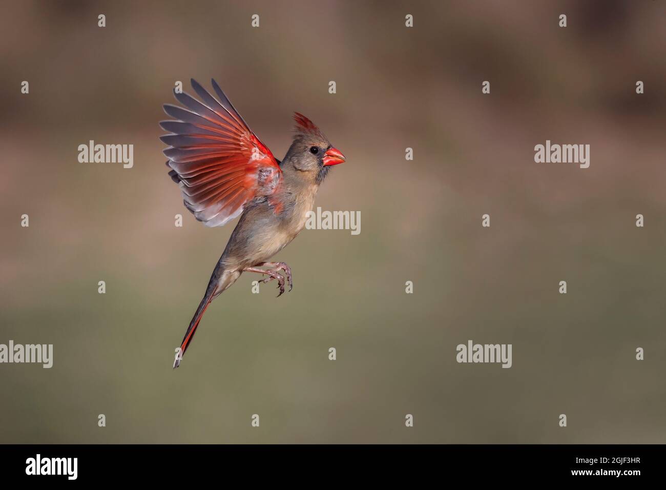 Female Cardinal In Flight