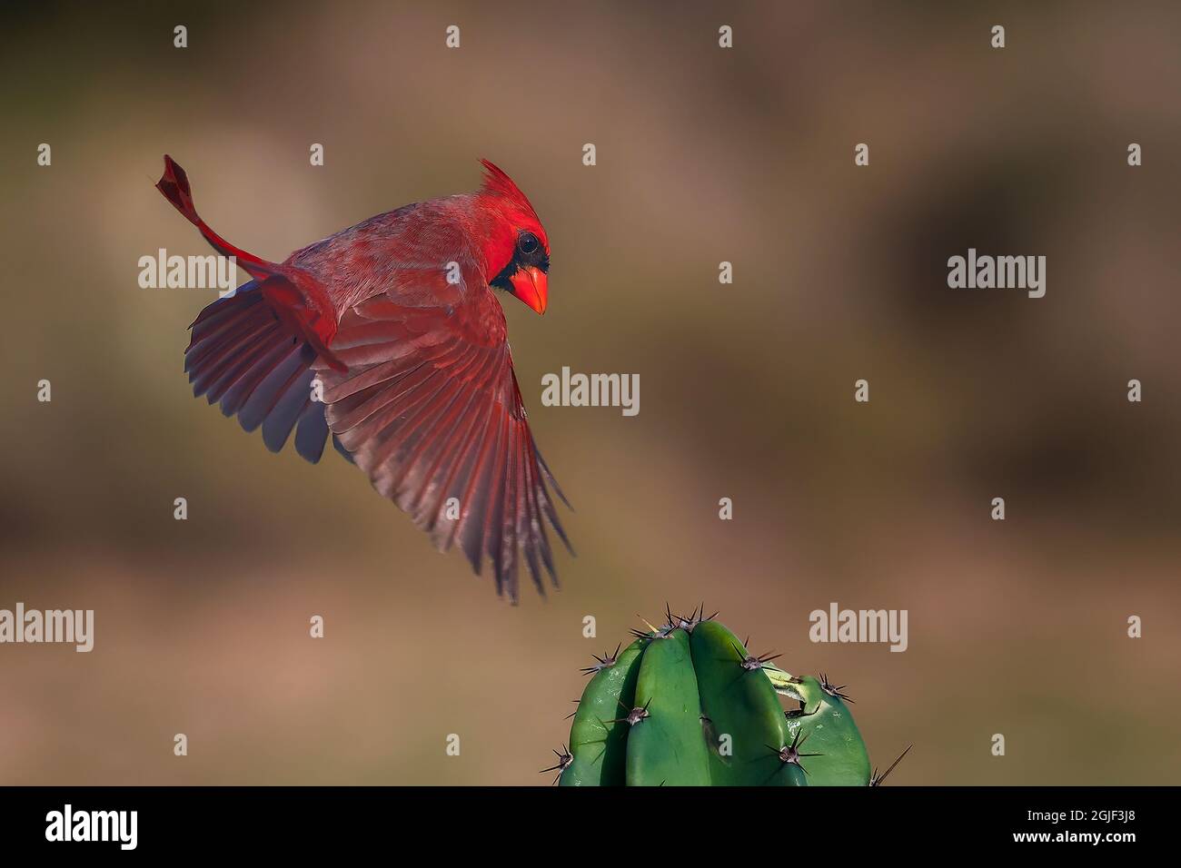 Male northern cardinal in flight, Rio Grand Valley, Texas Stock Photo ...