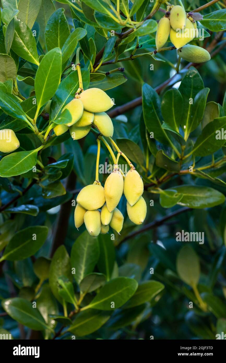 Black Mangrove Seeds