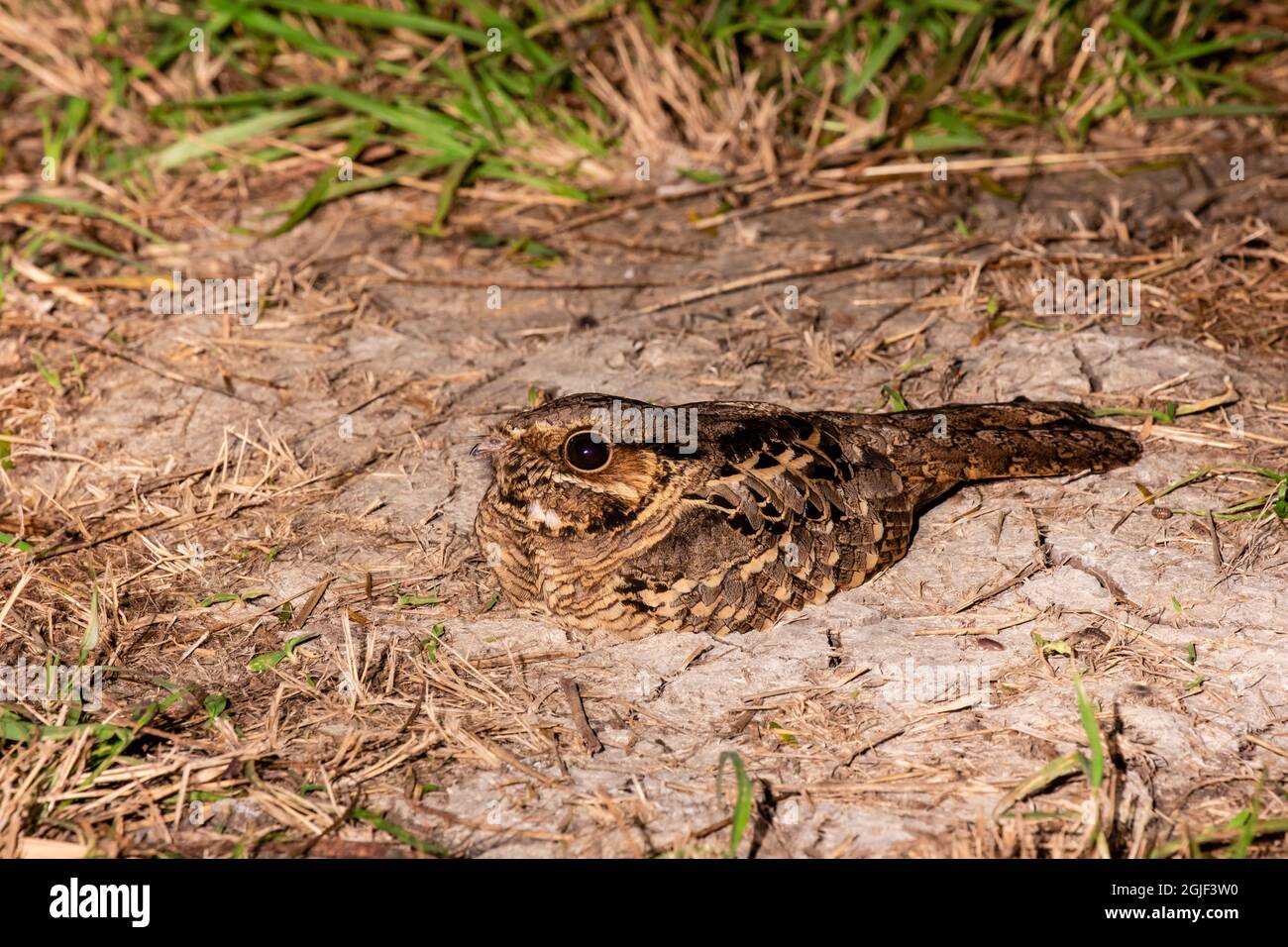 Common pauraque camouflaged on ground Stock Photo - Alamy