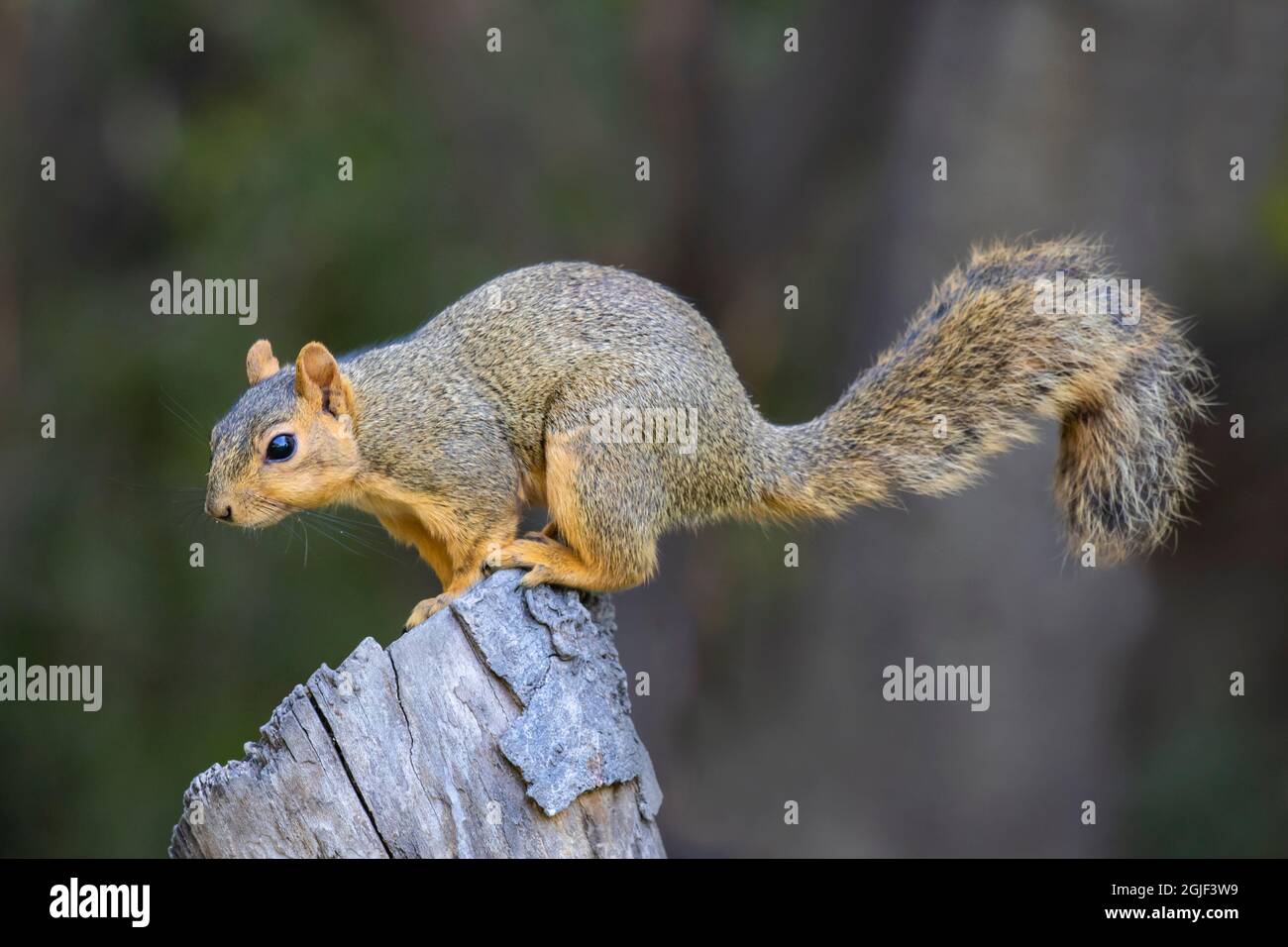 Eastern fox squirrel on stump Stock Photo - Alamy