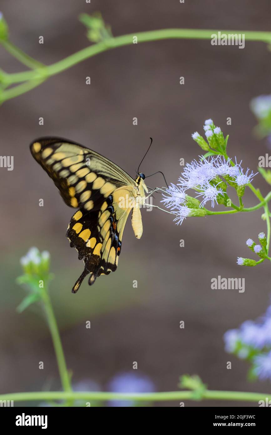 Giant swallowtail feeding Stock Photo - Alamy