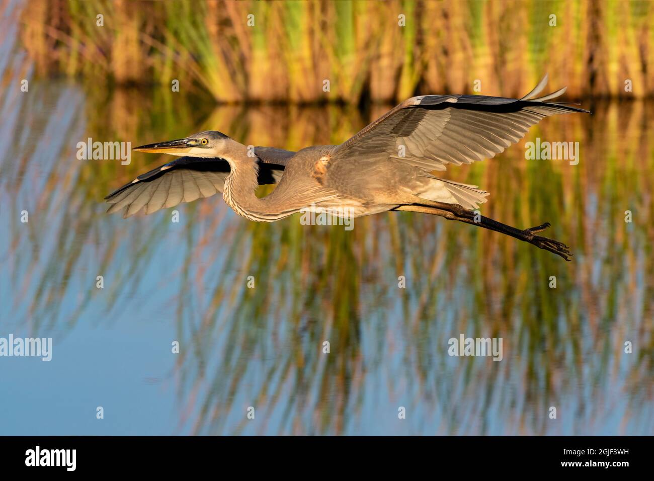 Great blue heron flying Stock Photo - Alamy