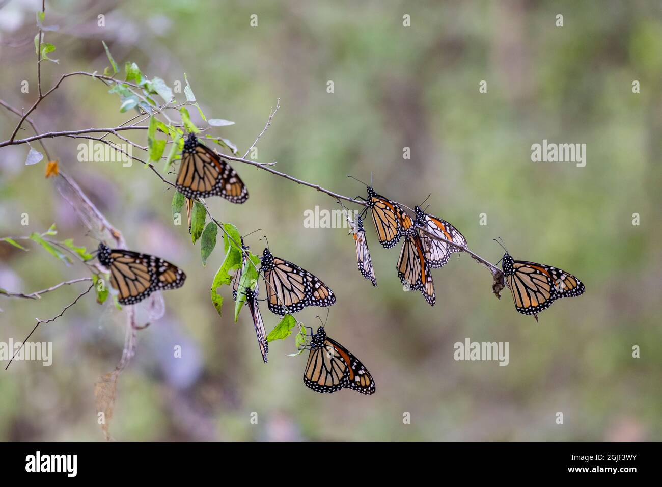 Roosting on branch hi-res stock photography and images - Alamy