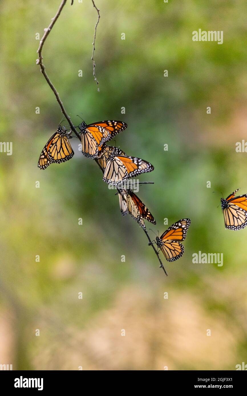 Monarch butterfly texas mission hi-res stock photography and images - Alamy