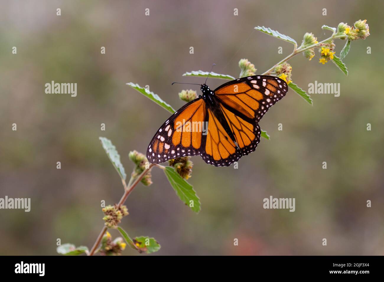 Monarch texas state butterfly hi-res stock photography and images - Alamy