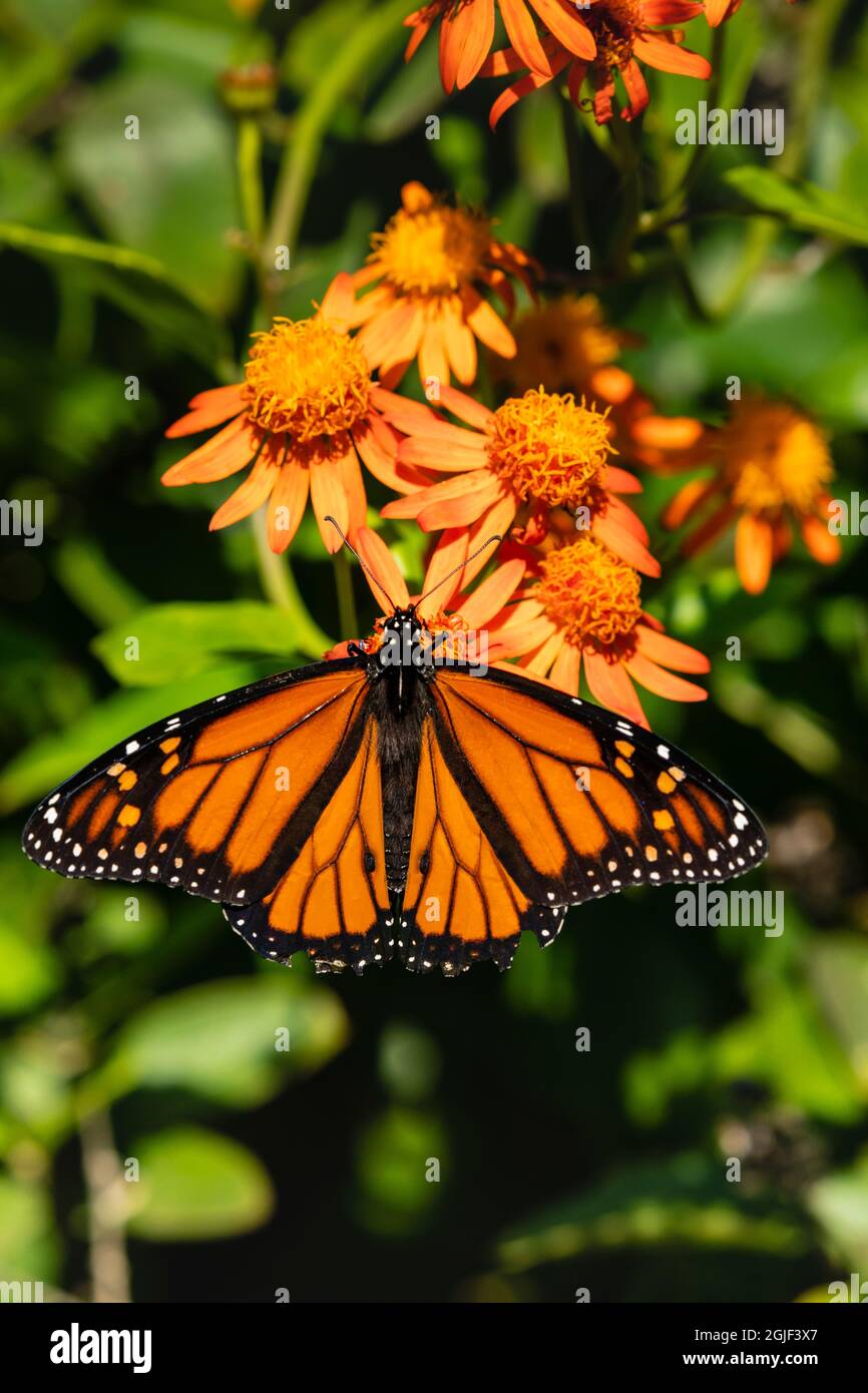 Monarch butterfly feeding Stock Photo - Alamy