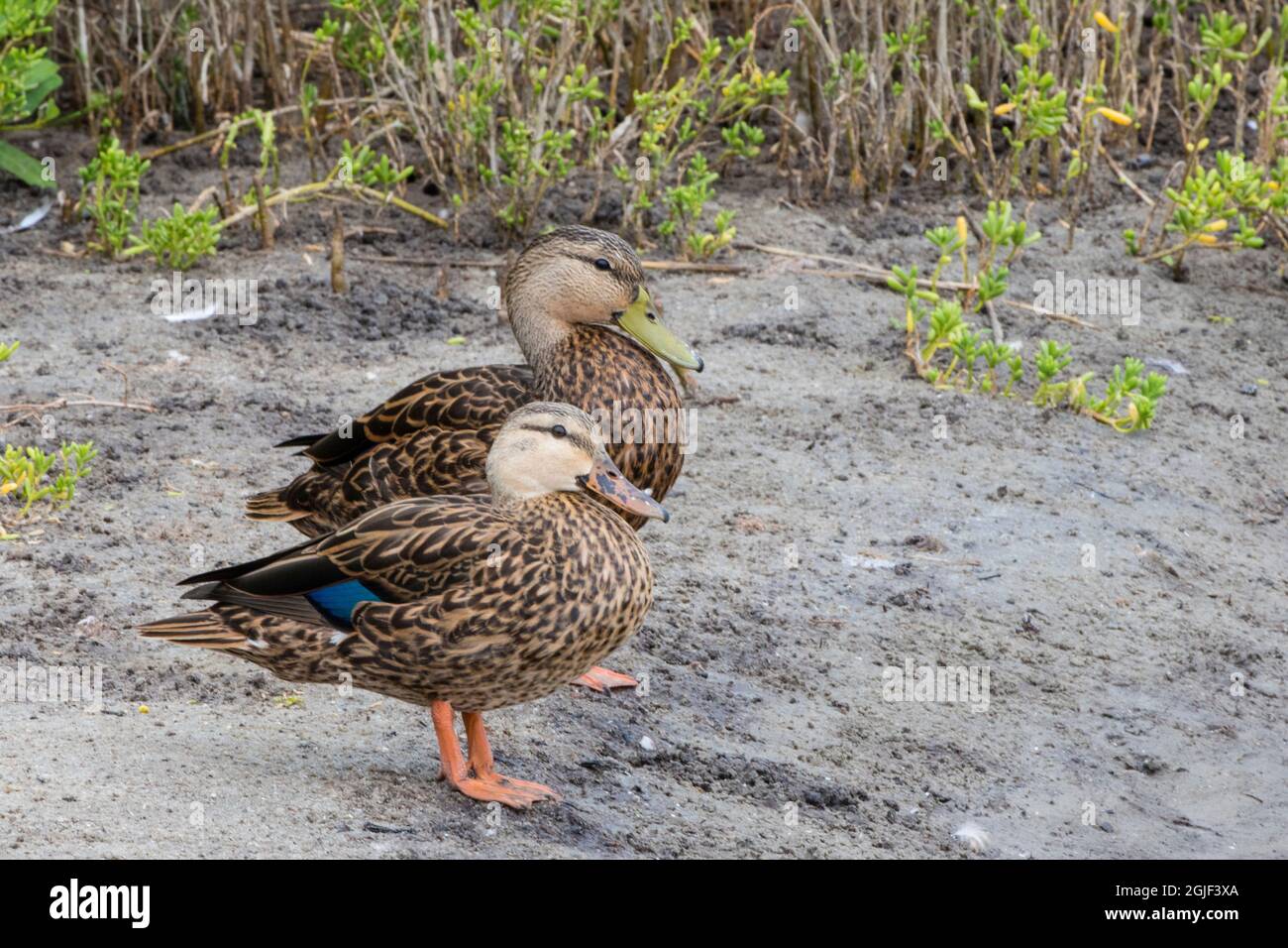 Mottled duck pair Stock Photo - Alamy