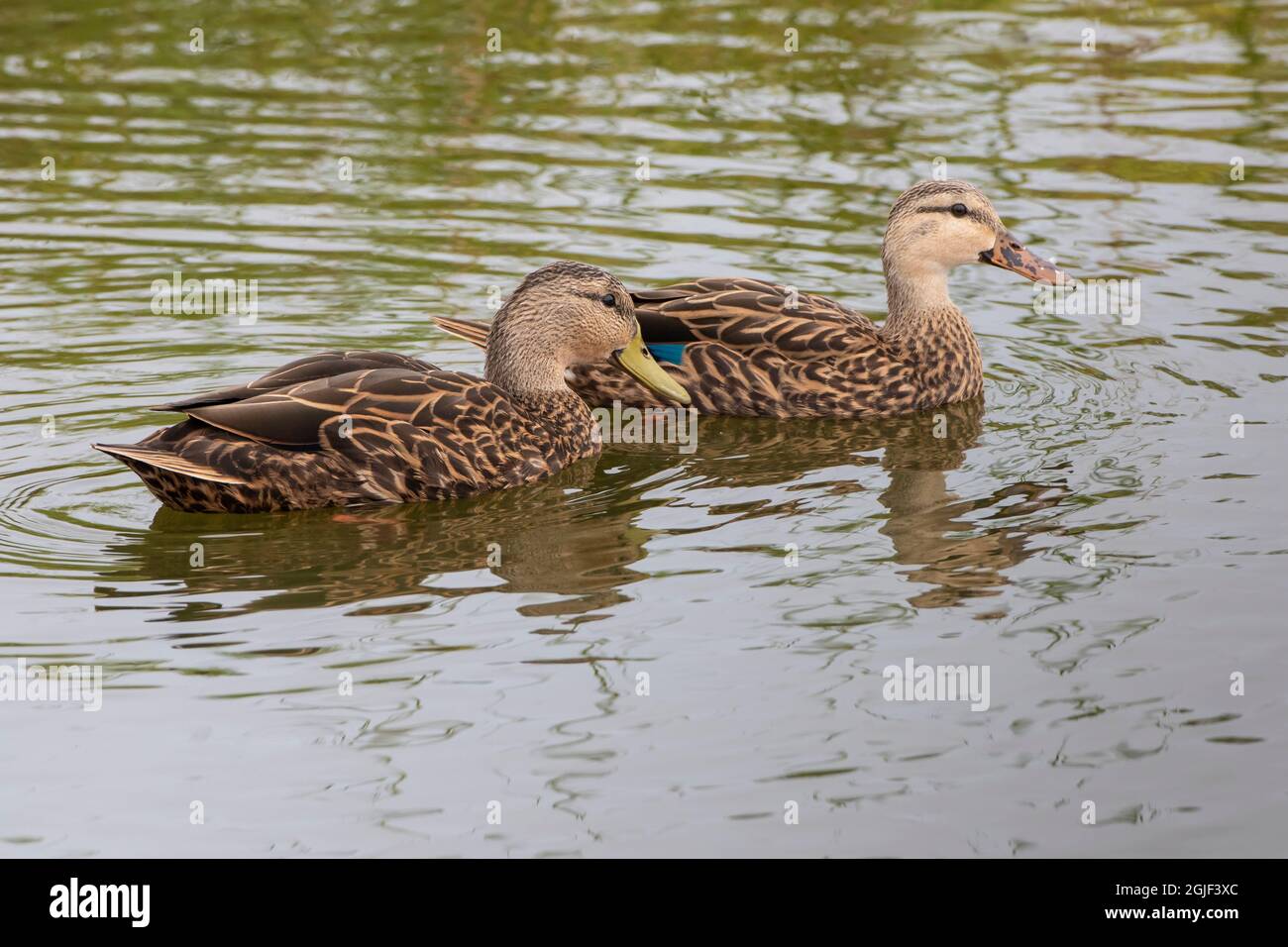 Mottled duck anas fulvigula pair hi-res stock photography and images ...