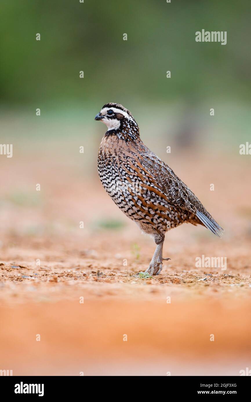 Northern bobwhite standing Stock Photo - Alamy