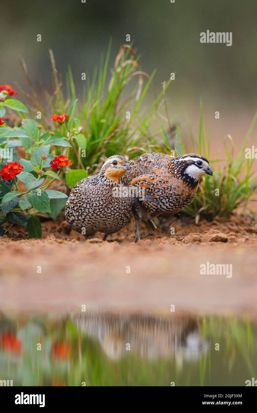Northern bobwhite quail pair feeding Stock Photo - Alamy
