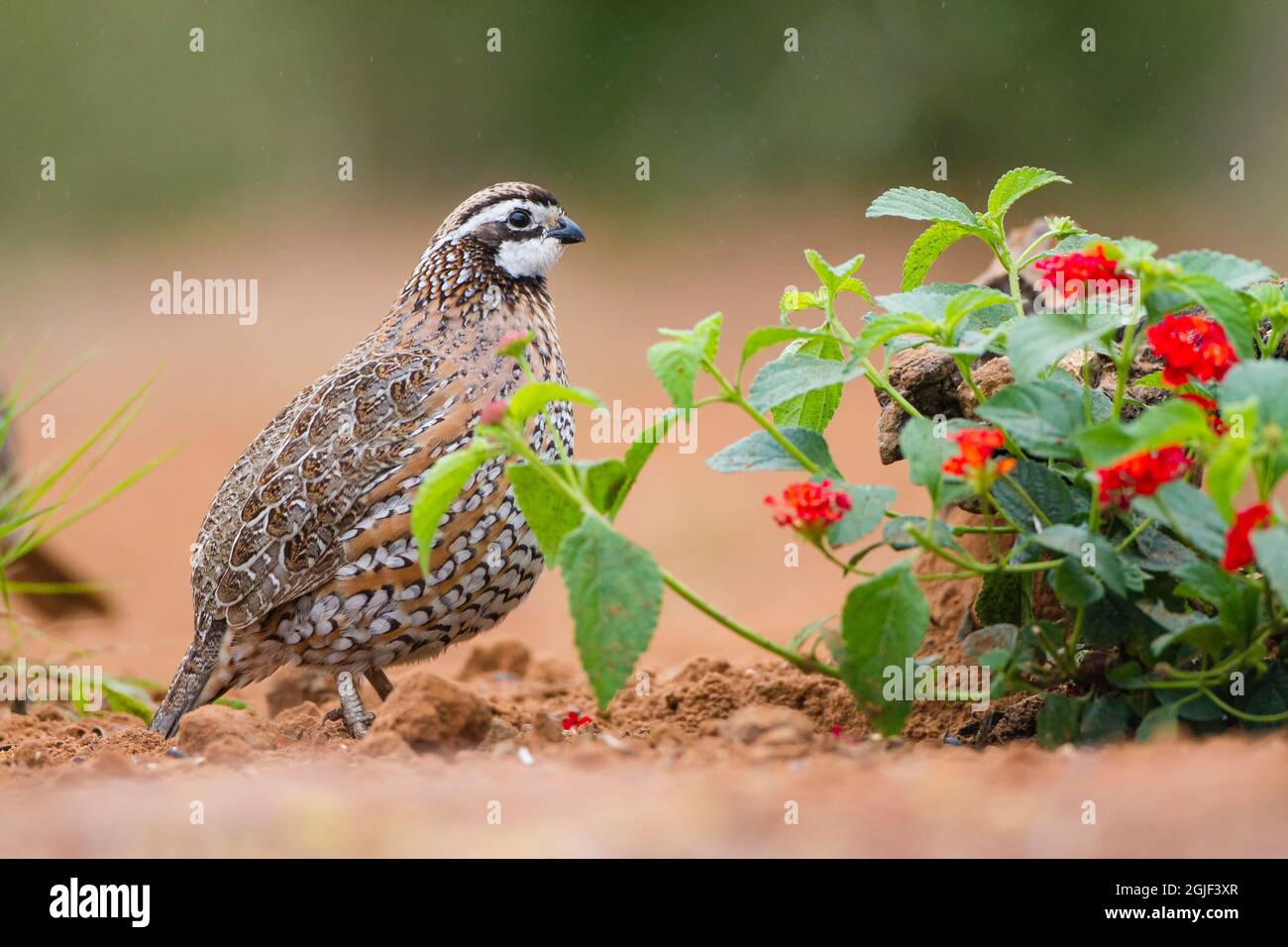 Northern bobwhite standing Stock Photo - Alamy