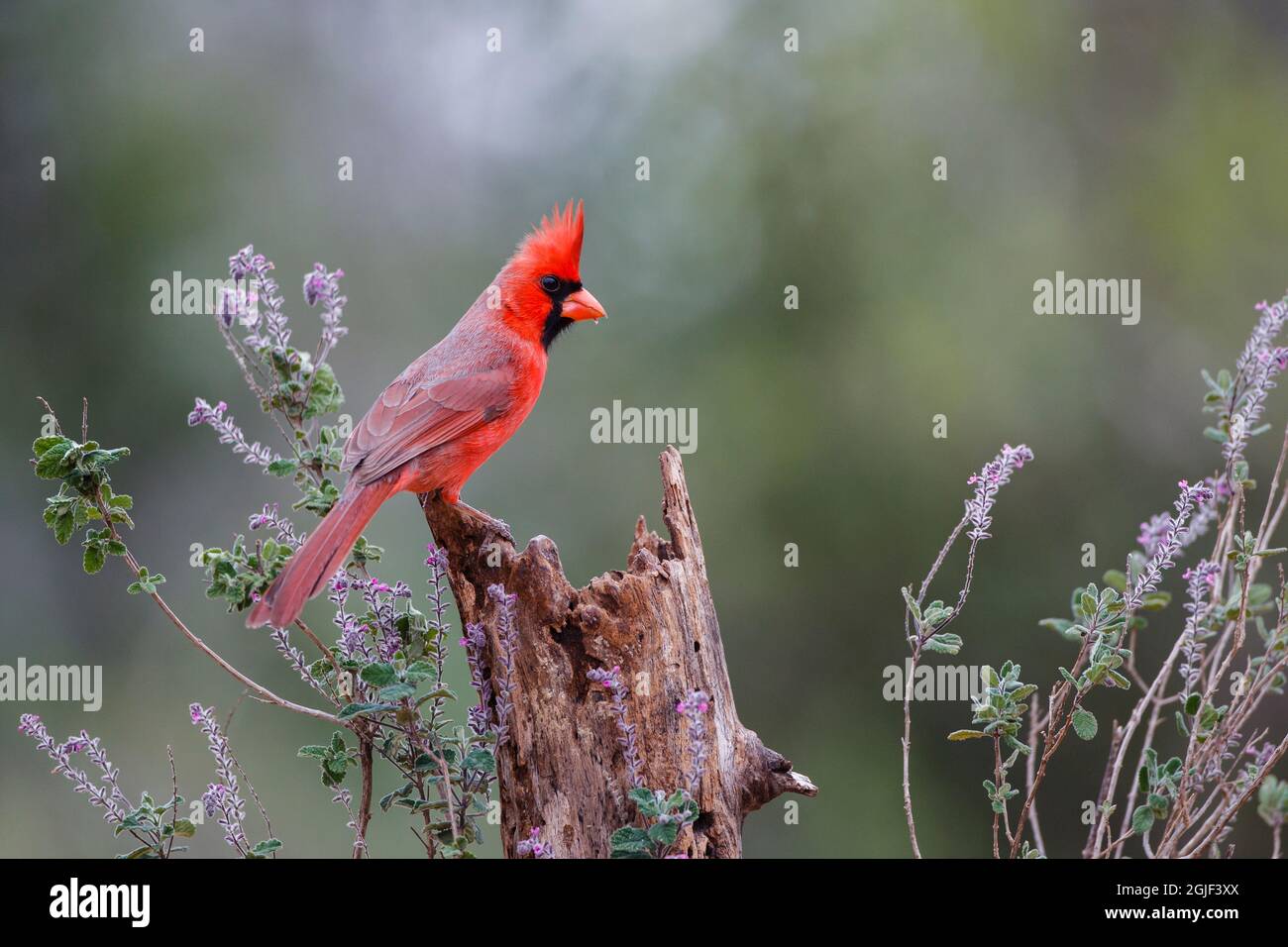 Northern cardinal in habitat Stock Photo - Alamy