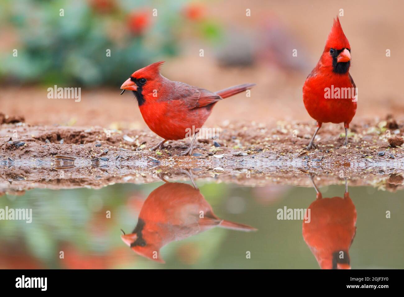 Northern cardinal feeding by pond Stock Photo - Alamy