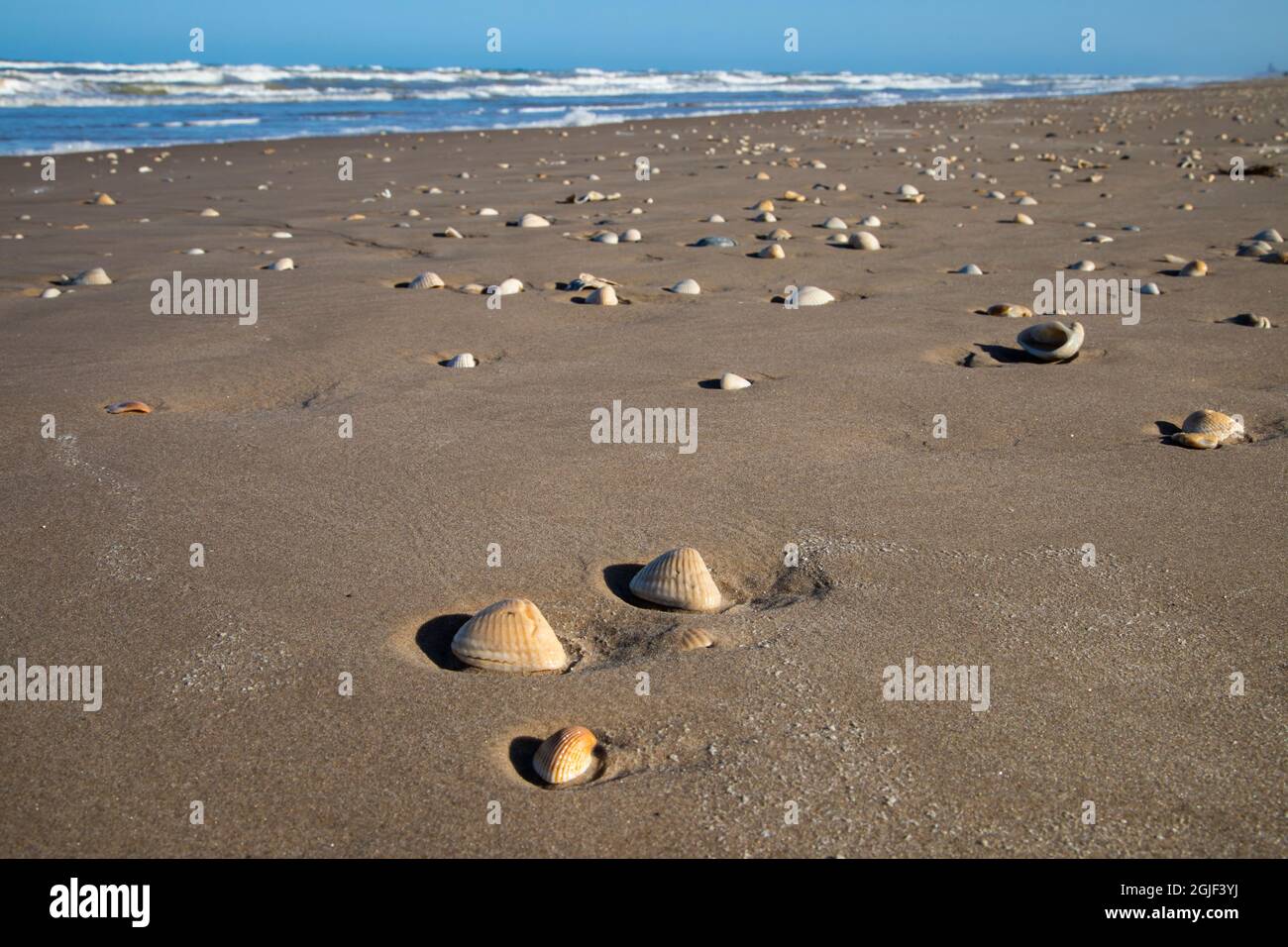 Sea shells on Gulf of Mexico beach Stock Photo - Alamy