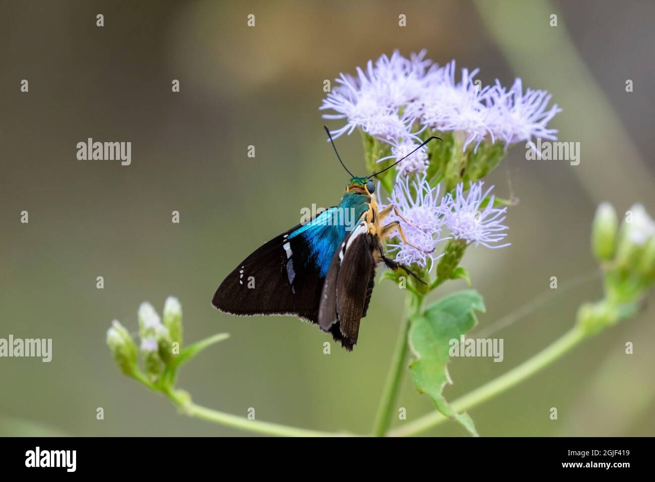 Two-barred flasher feeding Stock Photo - Alamy
