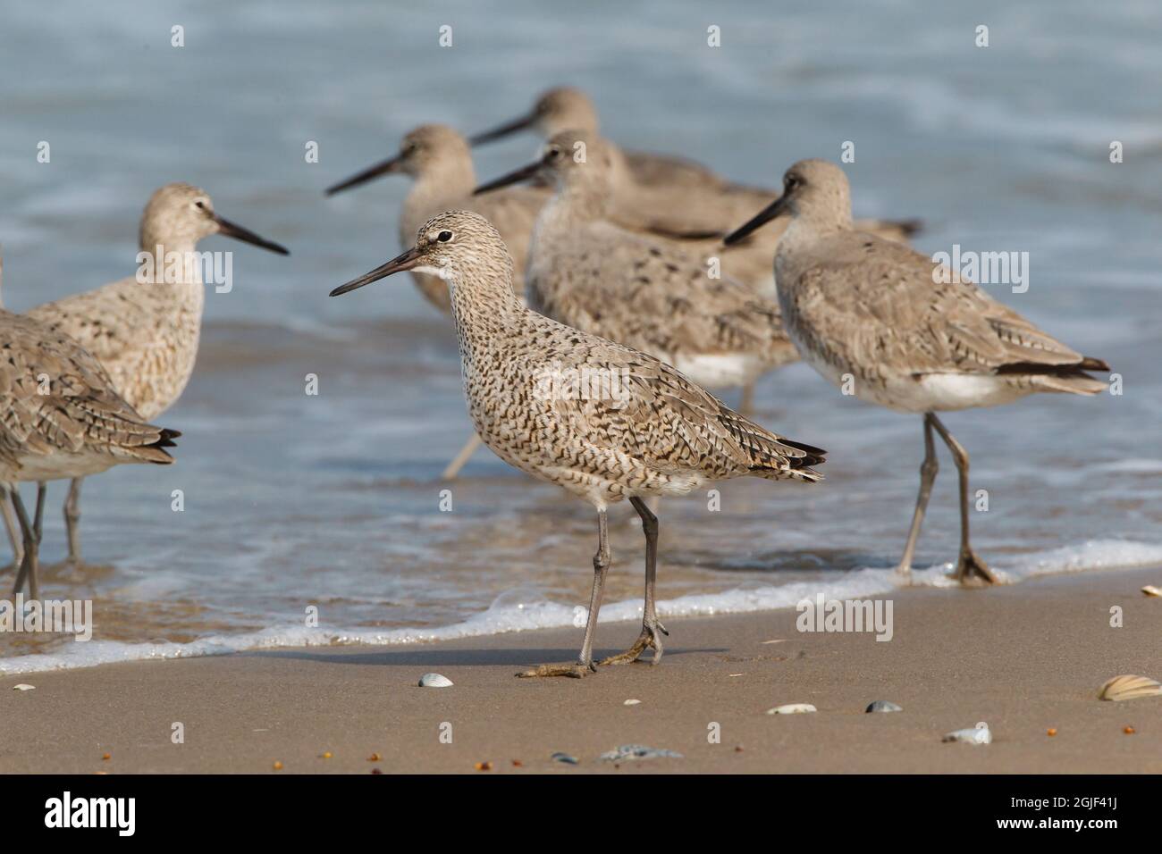 Flock of willets hi-res stock photography and images - Alamy
