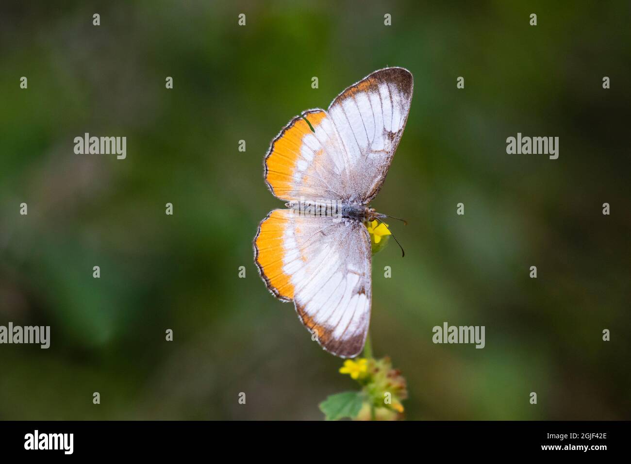 Mestra hi-res stock photography and images - Alamy