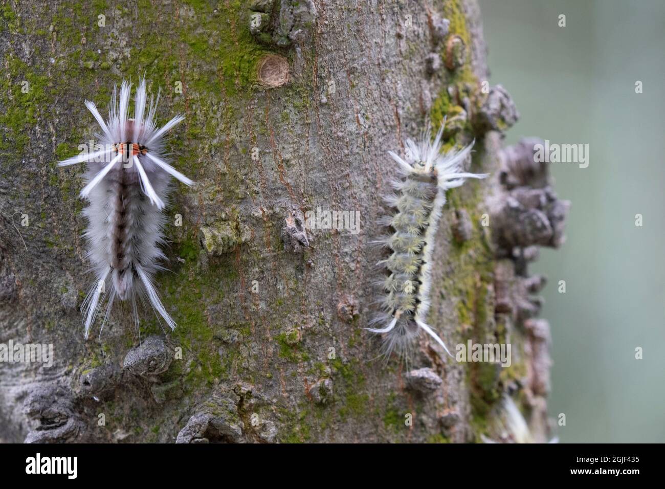 Moth caterpillars on Hackberry tree Stock Photo - Alamy