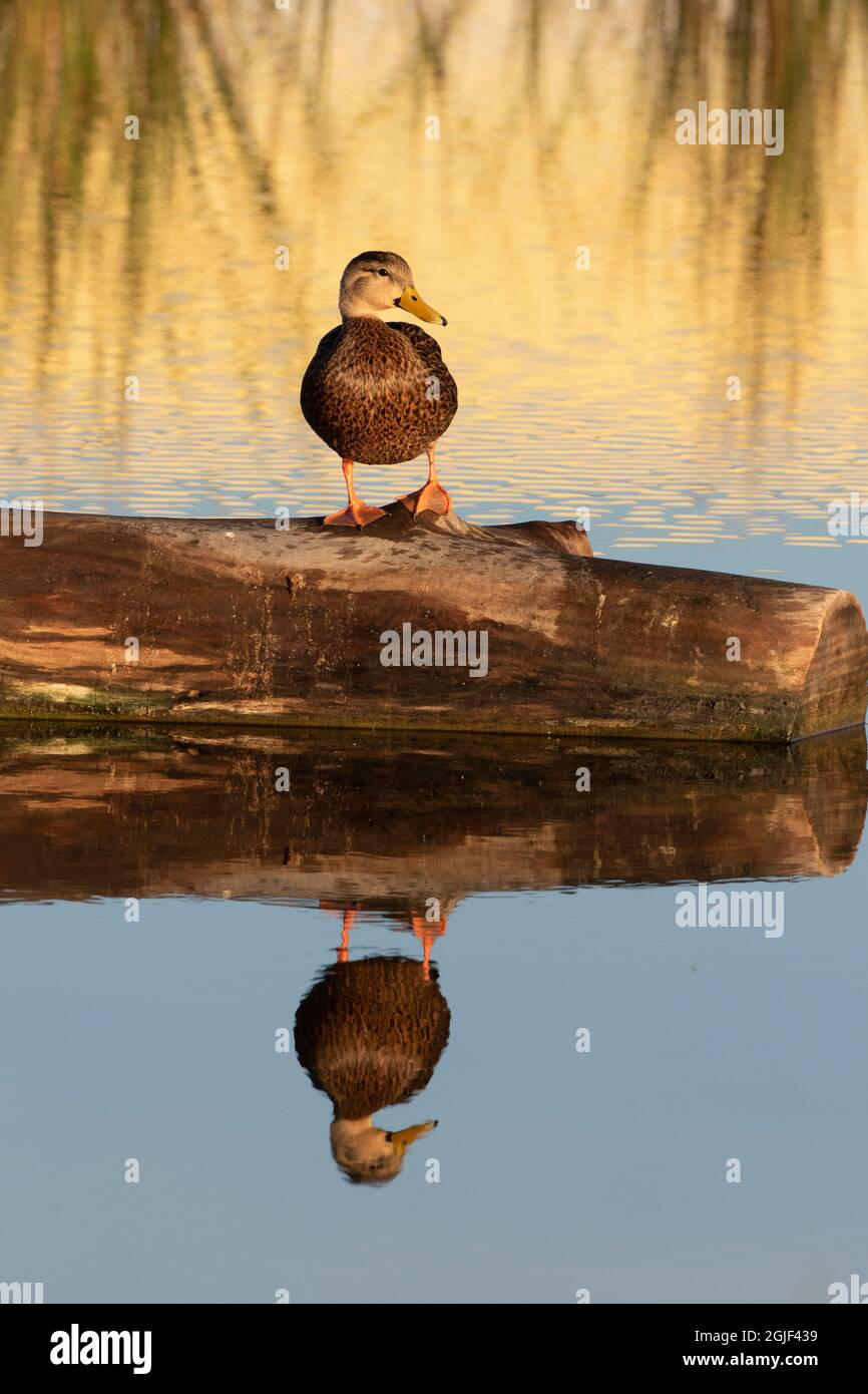 Mottled duck (Anas fulvigula) resting Stock Photo - Alamy
