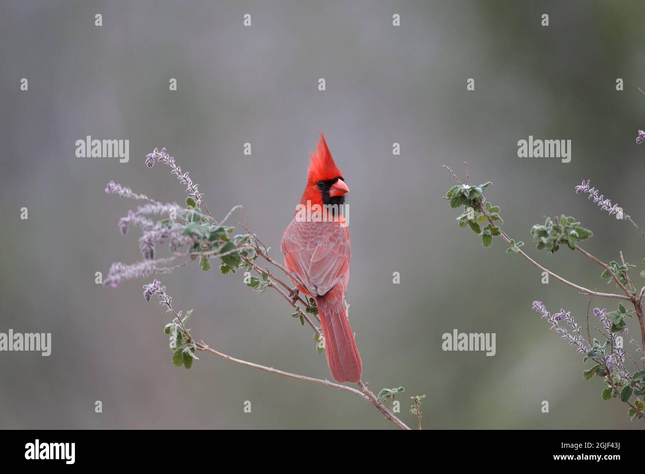 Northern cardinal (Cardinalis cardinalis) in a blooming shrub Stock ...