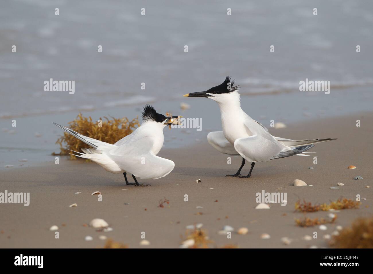 Sandwich tern (Sterna sandvicensis) pair bonding Stock Photo - Alamy