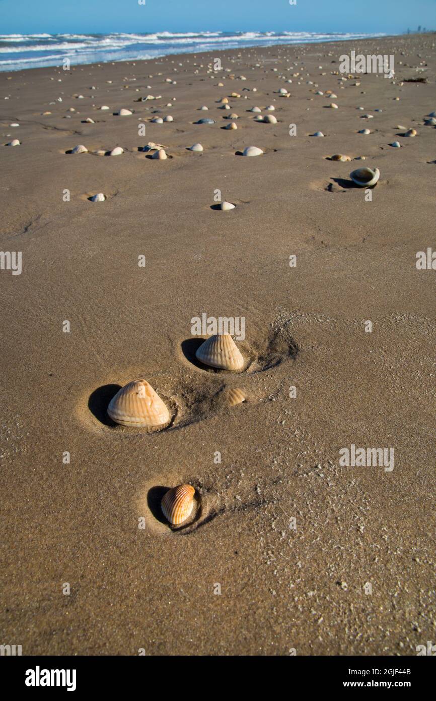 Shells on South Padre Island beach Stock Photo - Alamy