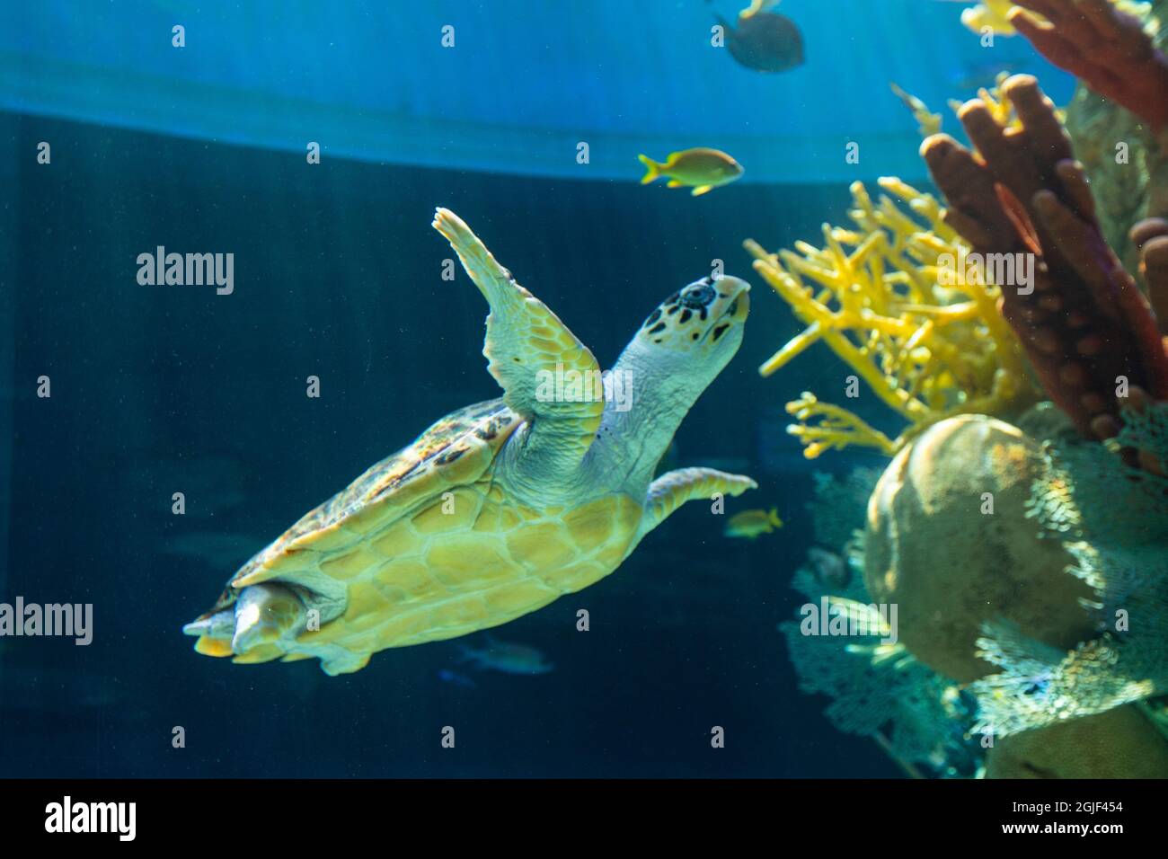 Sea turtle in State Aquarium exhibit Stock Photo - Alamy