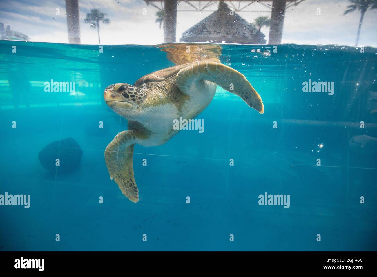 Sea turtle in aquarium exhibit Stock Photo - Alamy