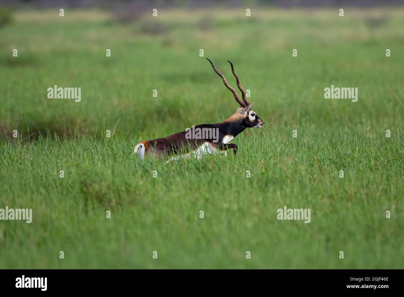 Blackbuck texas hi-res stock photography and images - Alamy