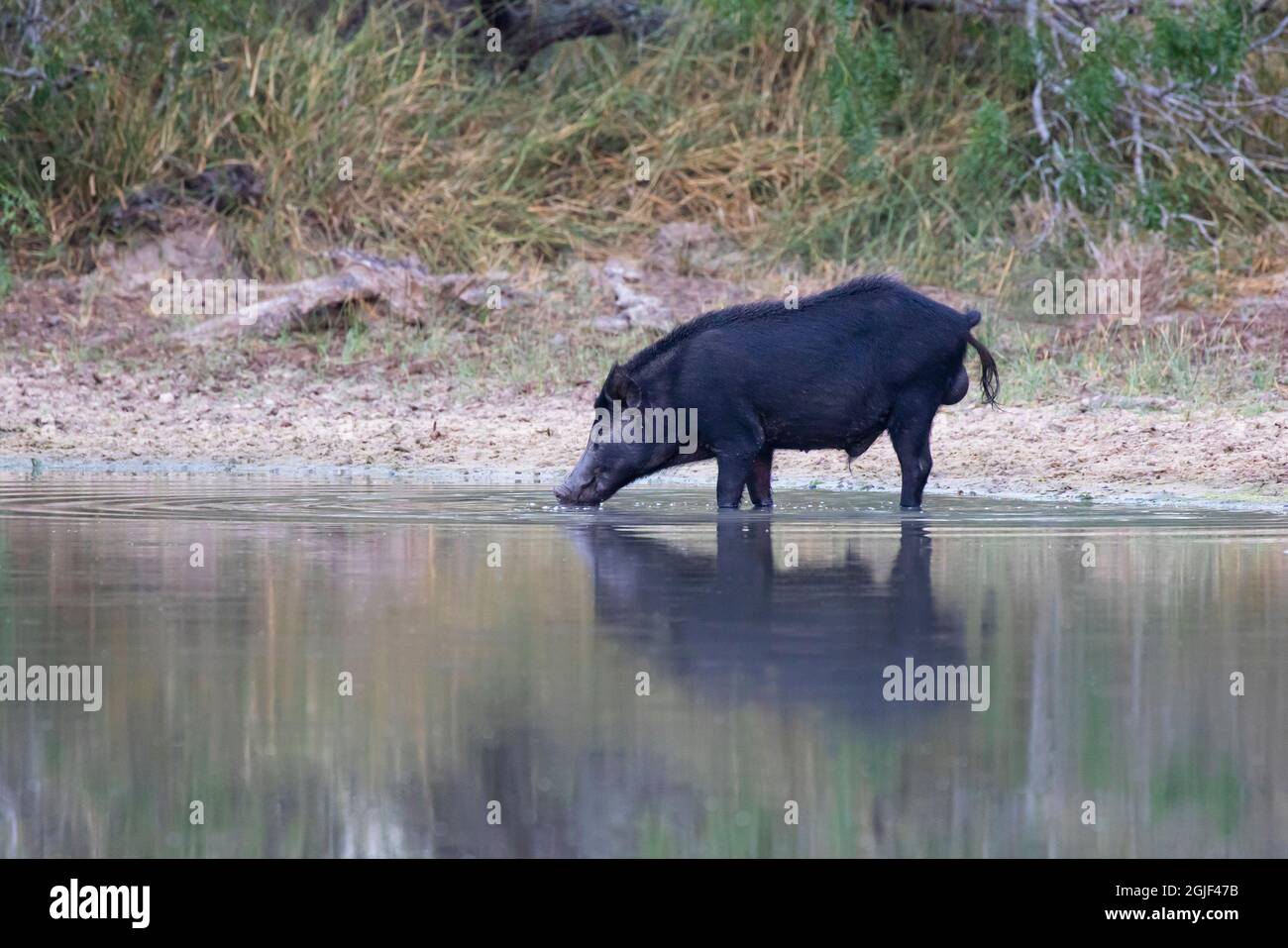 Feral hog drinking at ranch pond. (Editorial Use Only Stock Photo - Alamy
