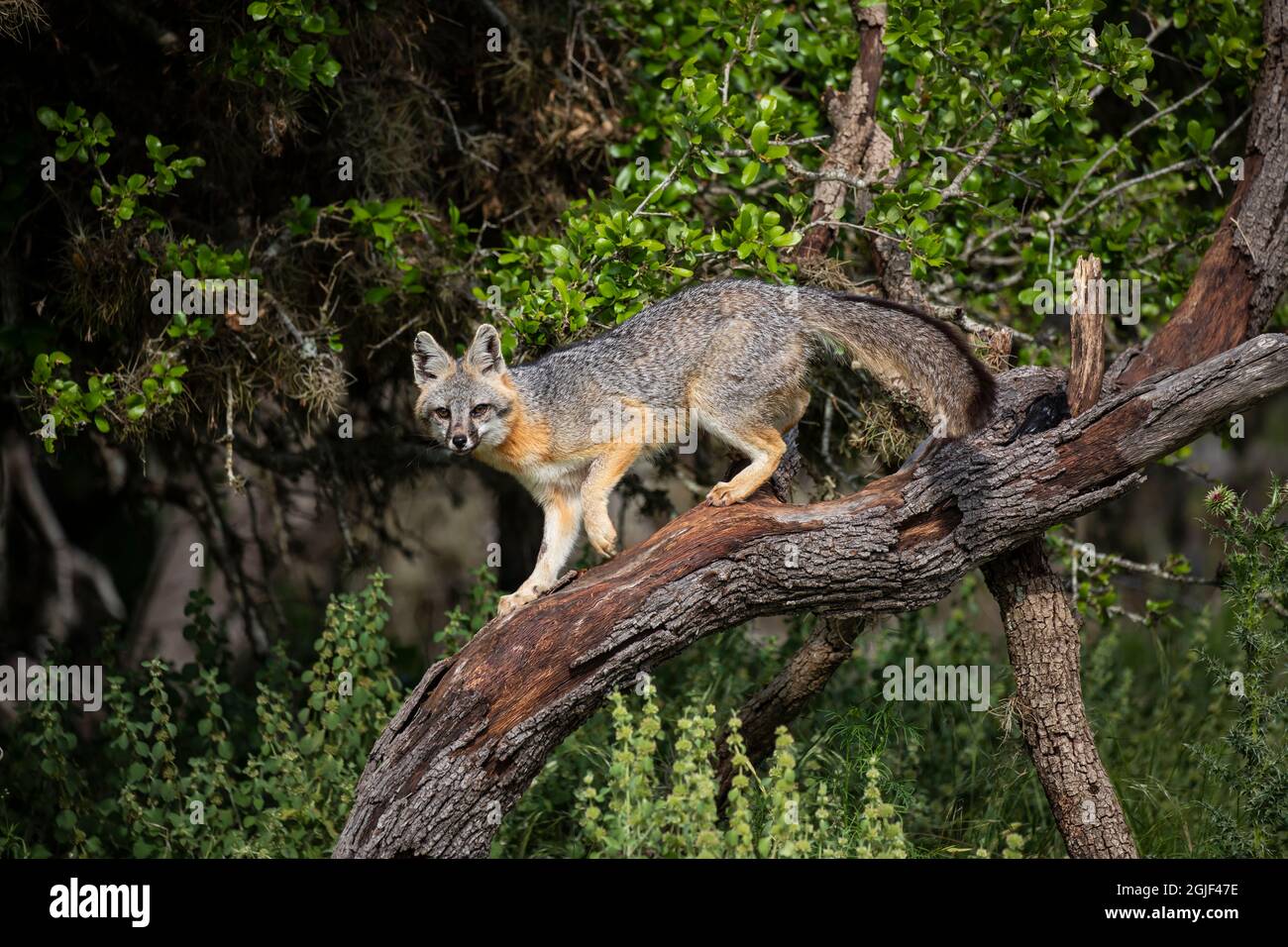 Gray Fox (Urocyon cinereoargenteus) climbing tree Stock Photo - Alamy