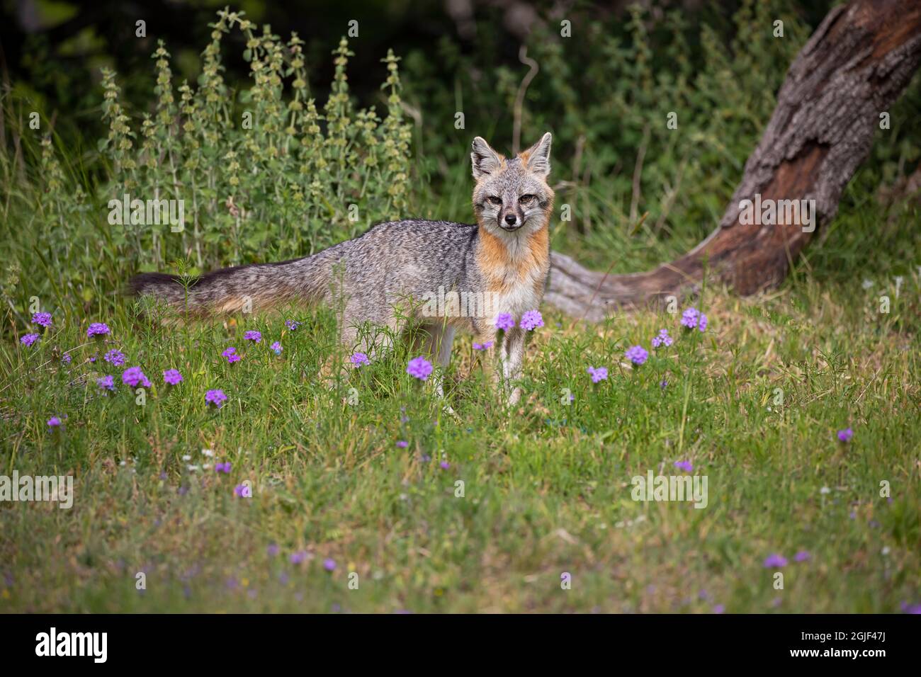 Gray Fox (Urocyon cinereoargenteus) hunting Stock Photo - Alamy