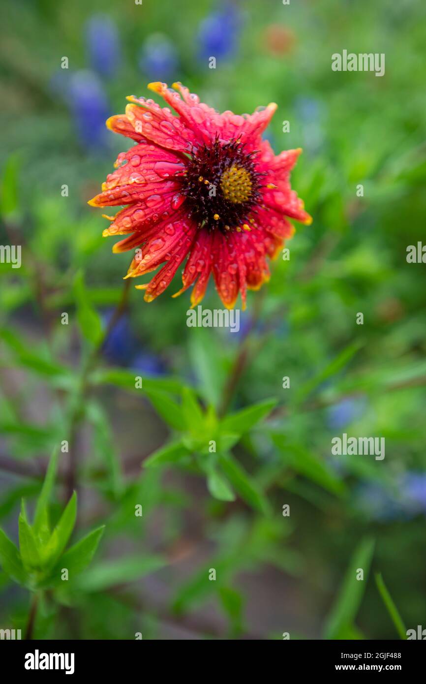 Firewheel gaillardia pulchella hi-res stock photography and images - Alamy