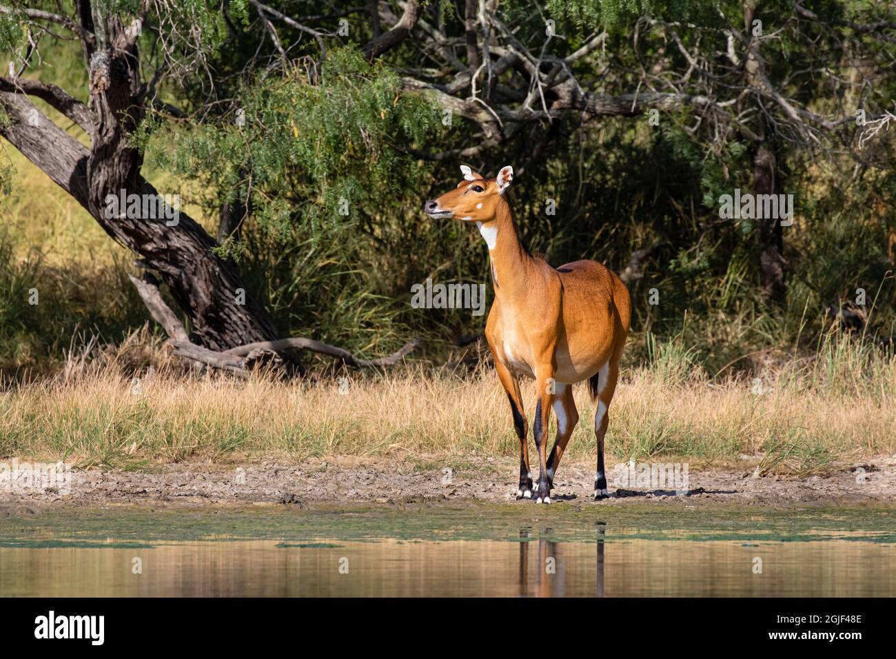 Boselaphus tragocameuls hi-res stock photography and images - Alamy
