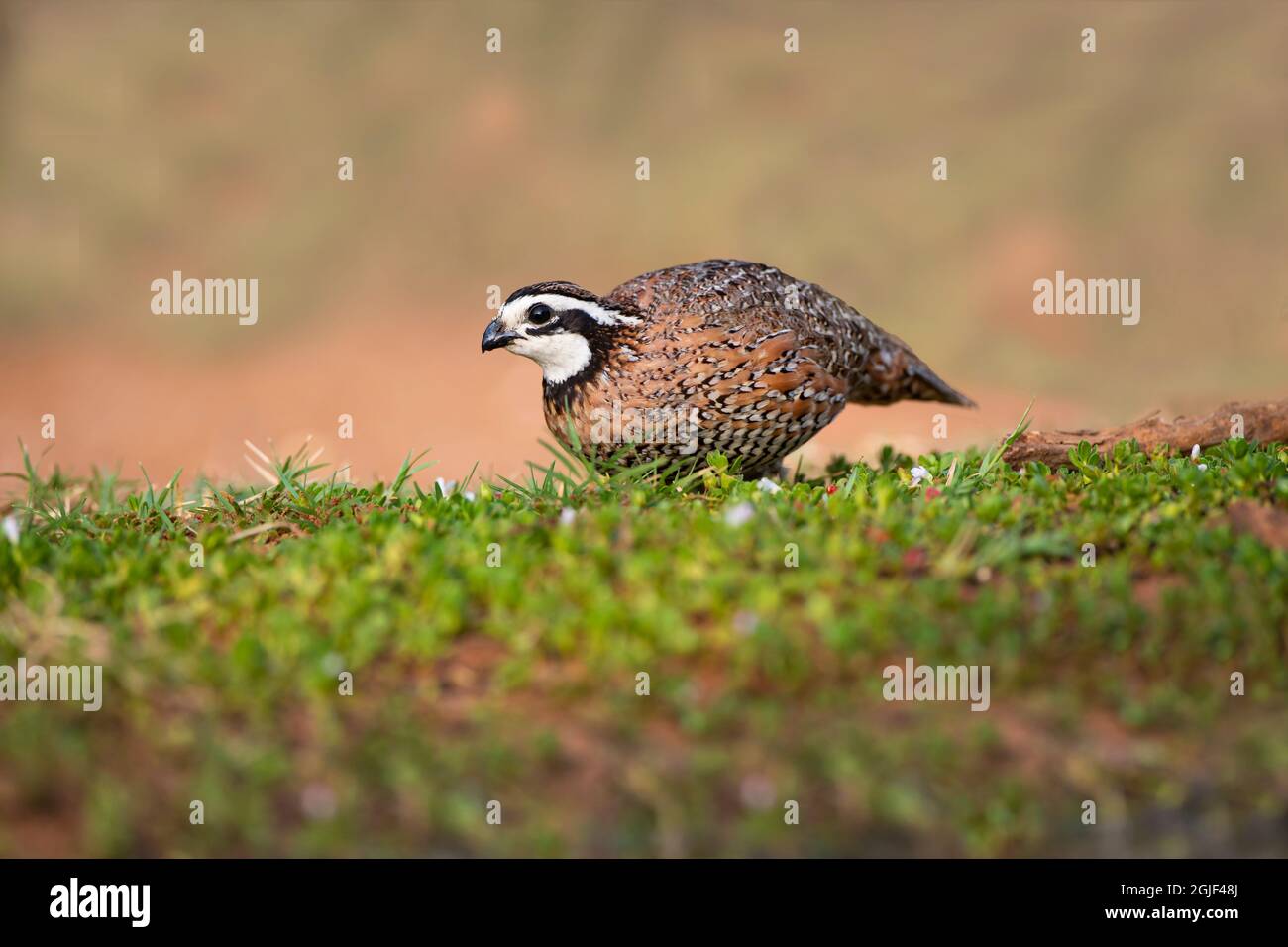 Colinus virginiana hi-res stock photography and images - Alamy