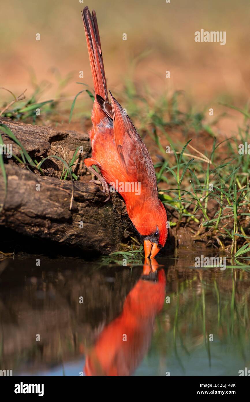 Northern Cardinal (Cardinalis cardinalis) drinking Stock Photo - Alamy