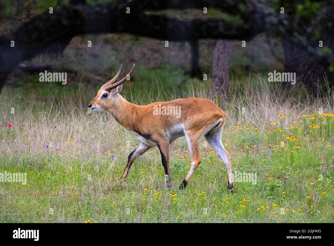 Lechwe kobus leche in hi-res stock photography and images - Alamy