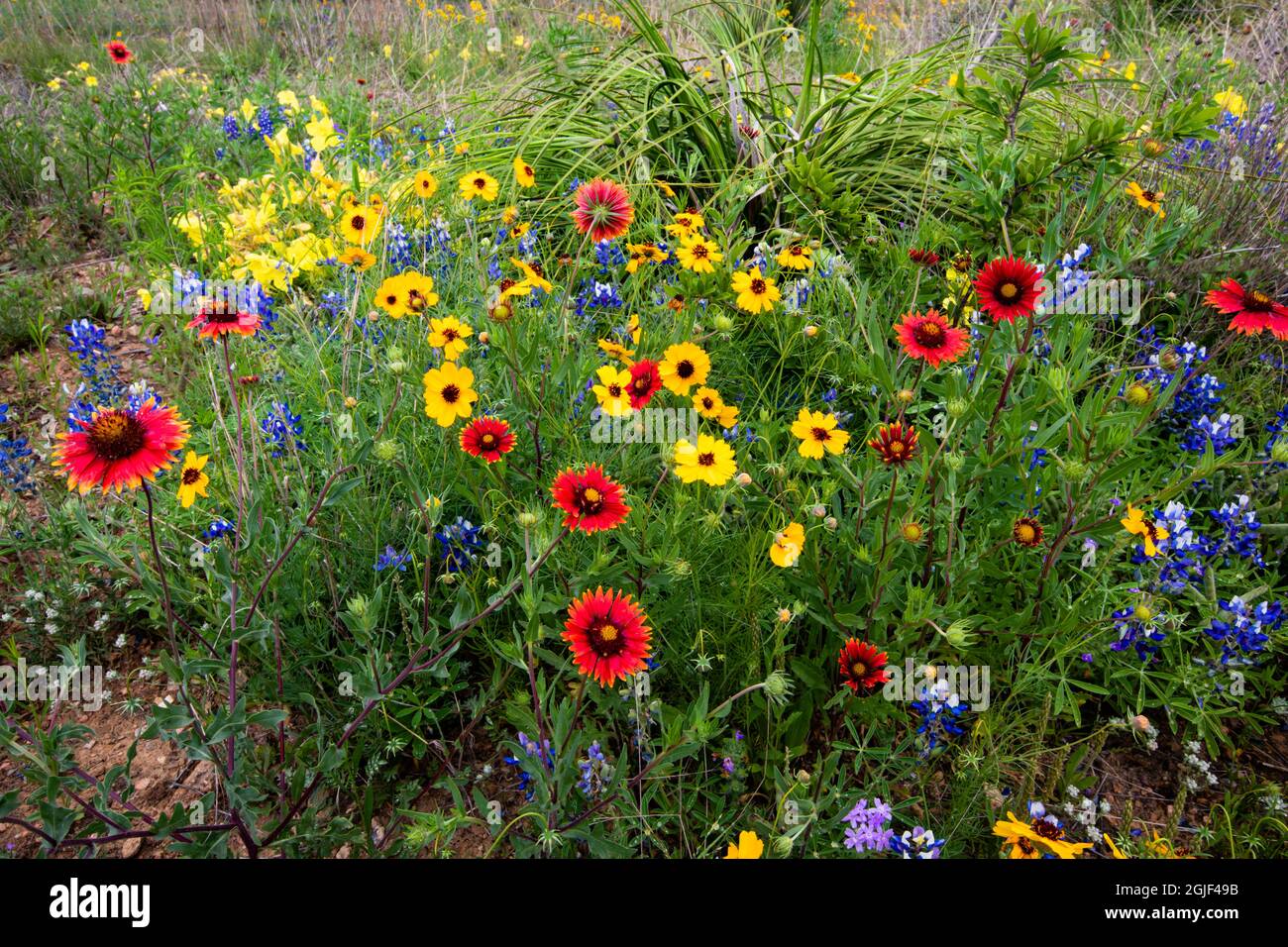 Greenthread hi-res stock photography and images - Alamy